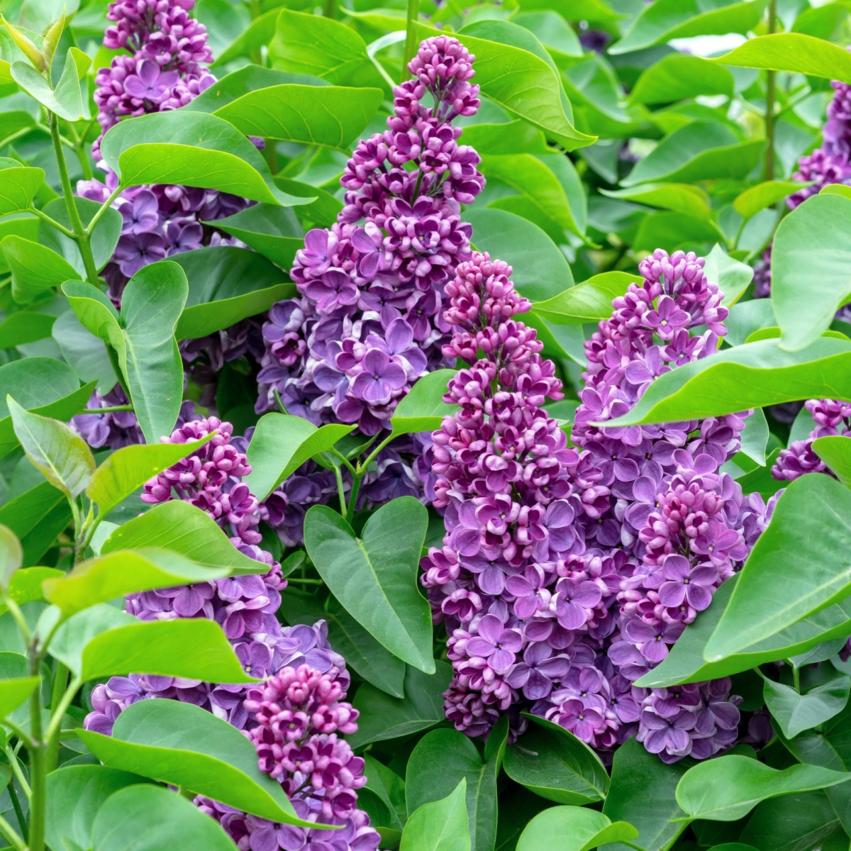 What To Do With Lilac Bushes In The Fall - And What Not To!