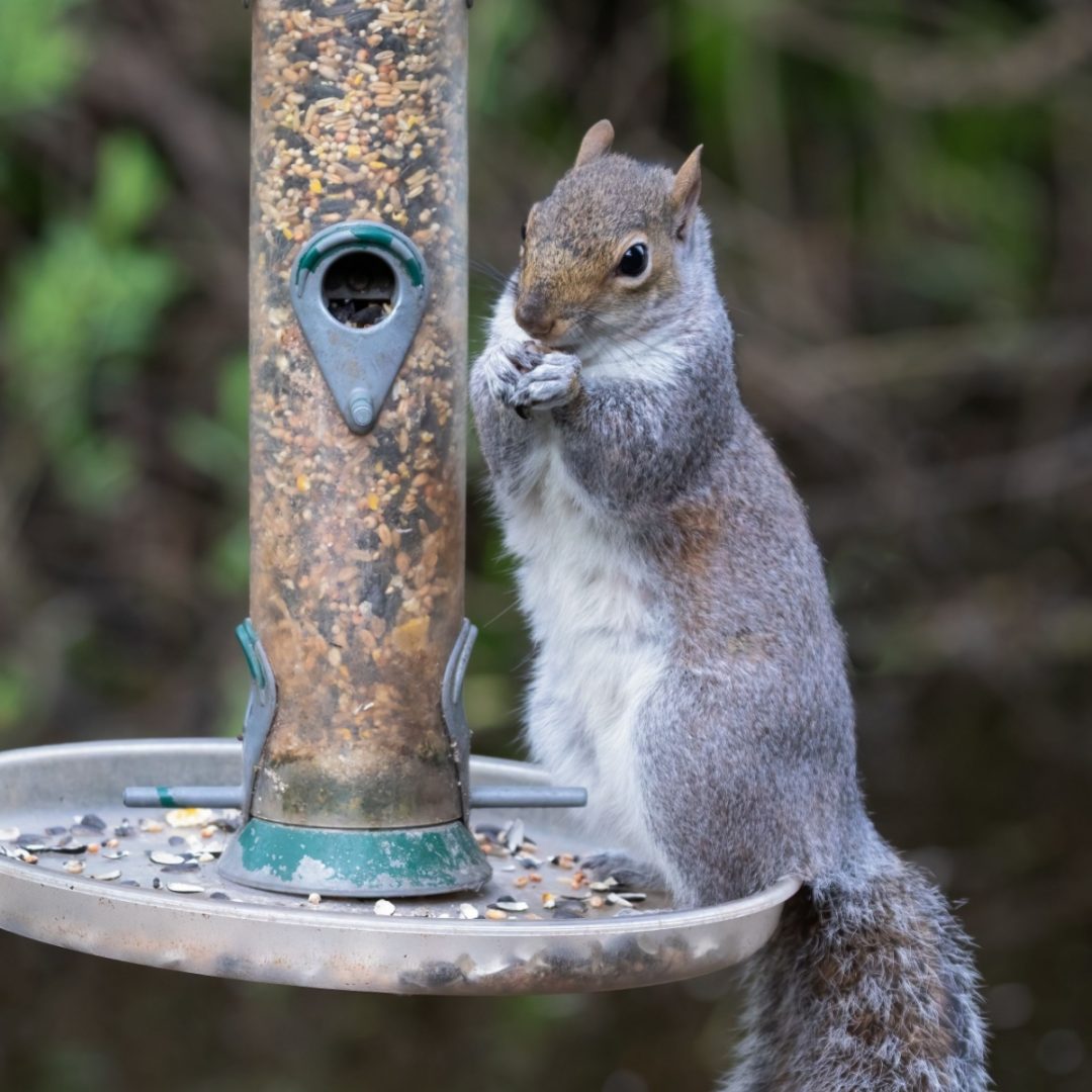 How To Protect Bird Feeders From Squirrels - 4 Big Tips That Work