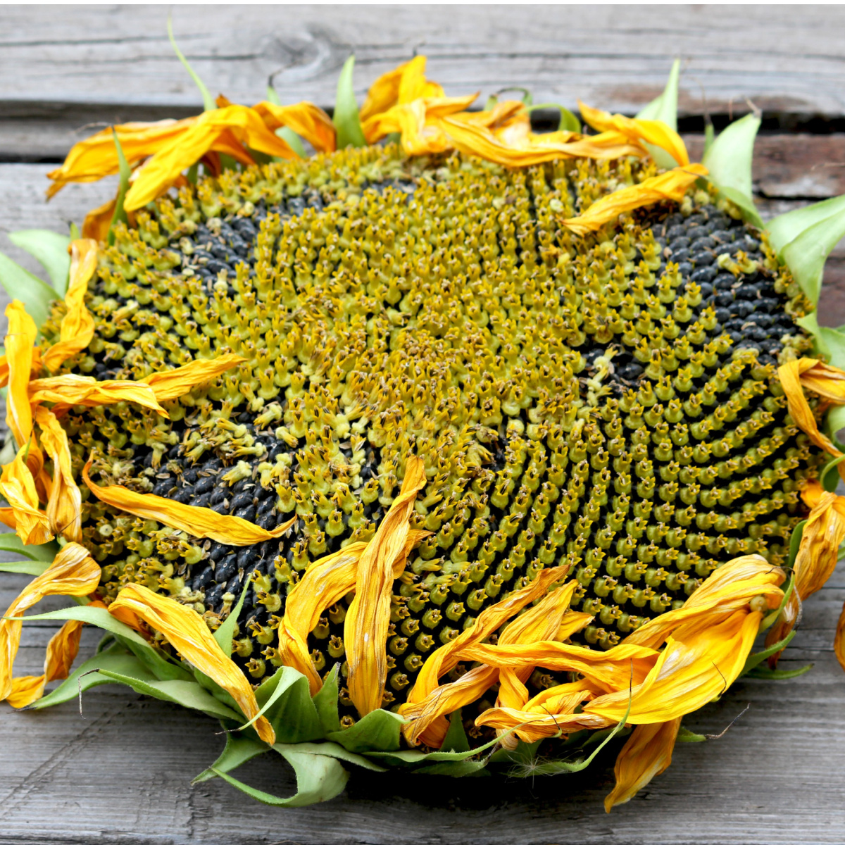 How To Harvest, Dry & Roast Sunflower Seeds With Ease!