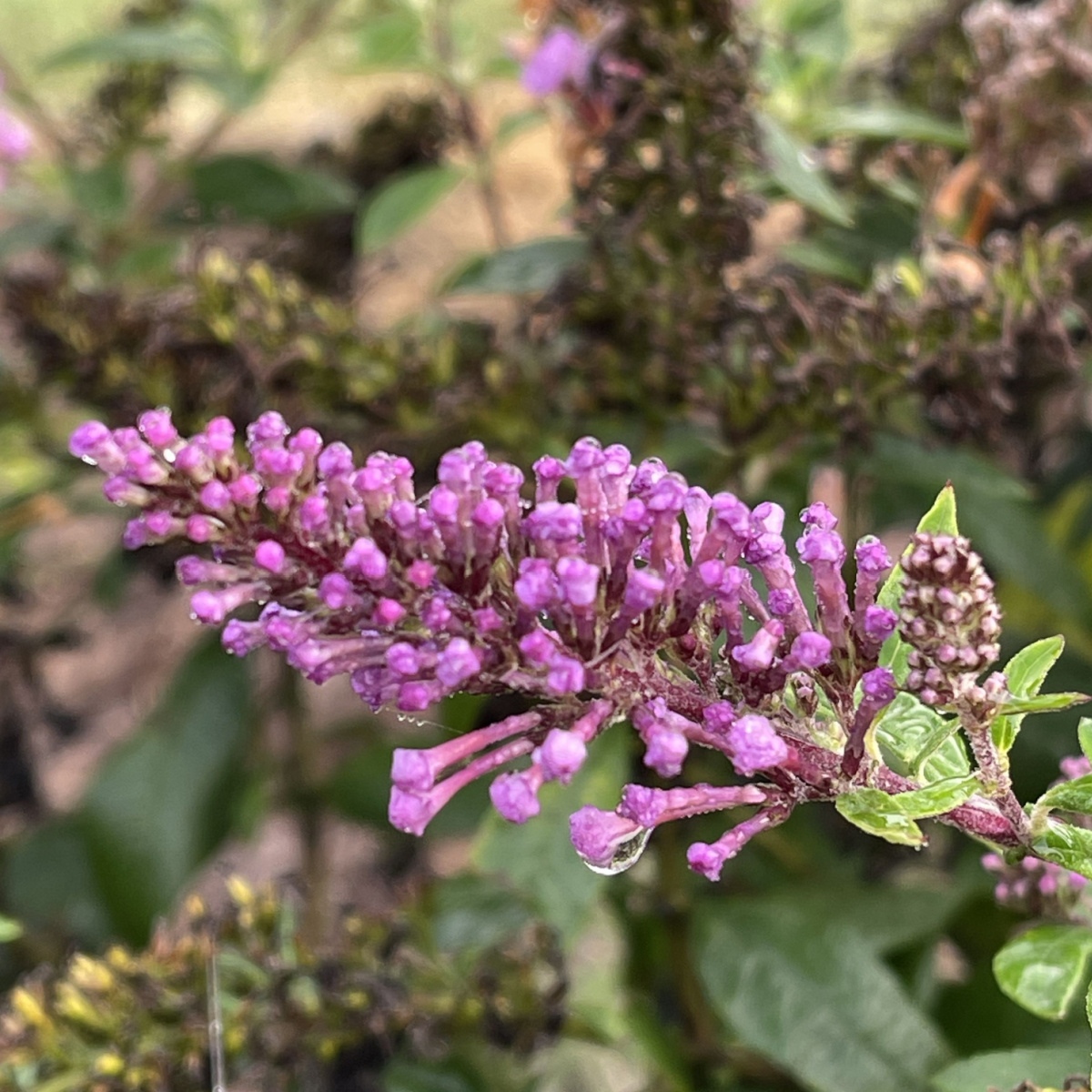 What To Do With Lilac Bushes In The Fall - And What Not To!