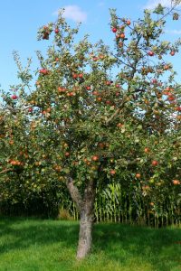 How To Plant Apple Trees In Fall - And Why It's The Best Time!