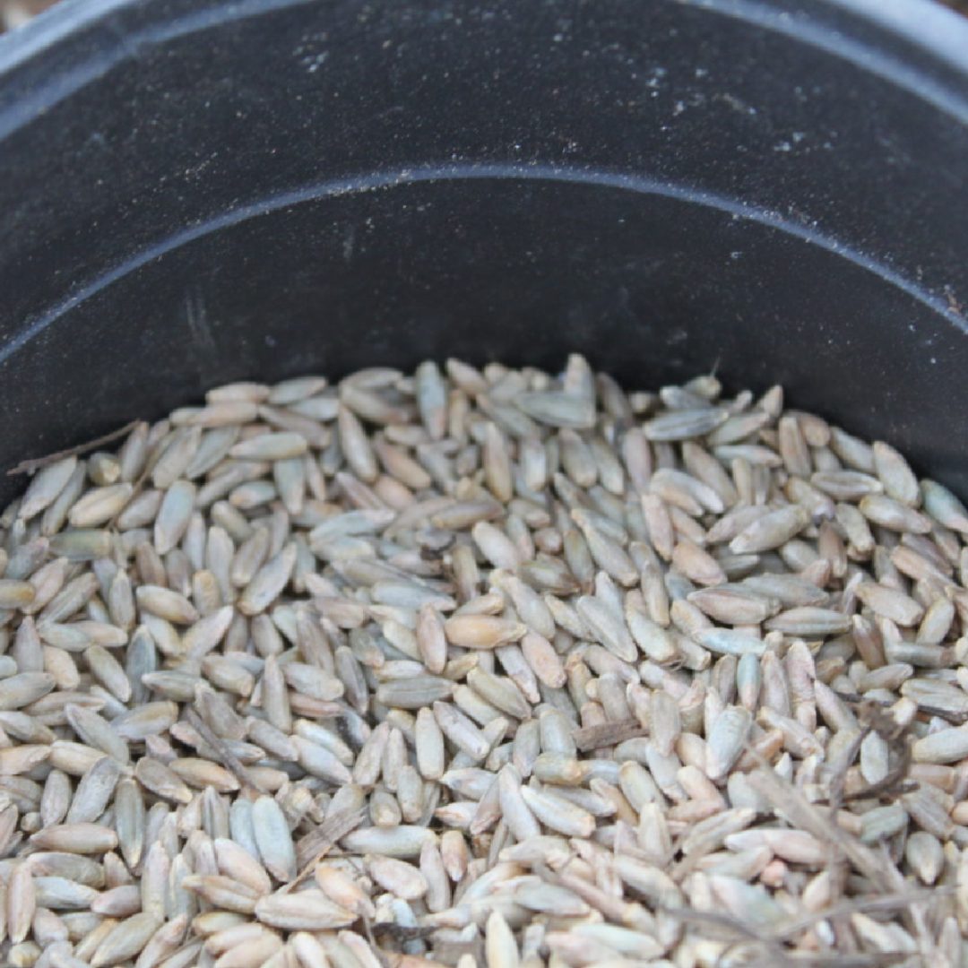 How To Plant Annual Rye In A Garden This Fall As A Cover Crop
