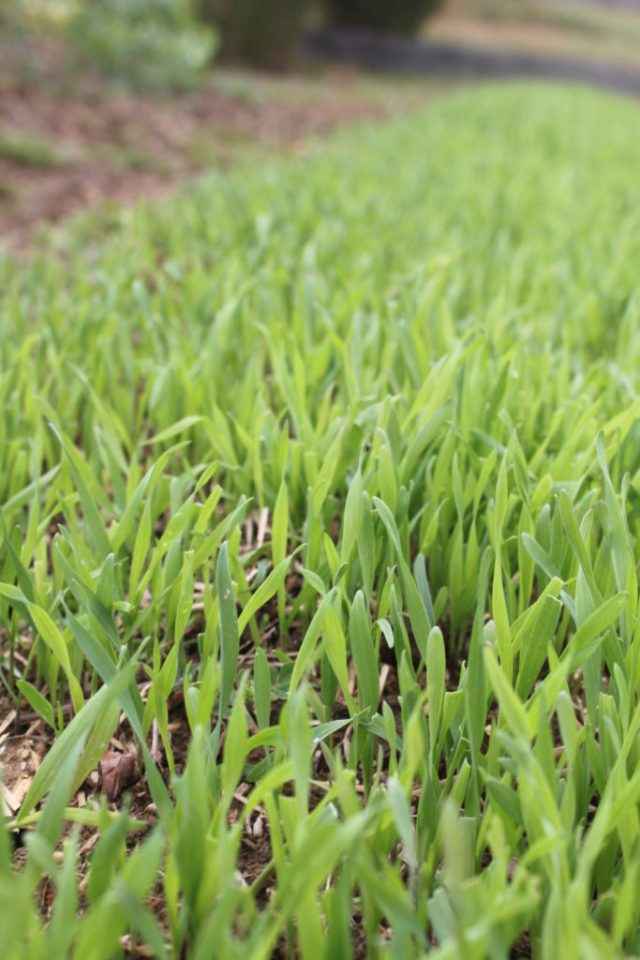 How To Plant Annual Rye In A Garden This Fall As A Cover Crop