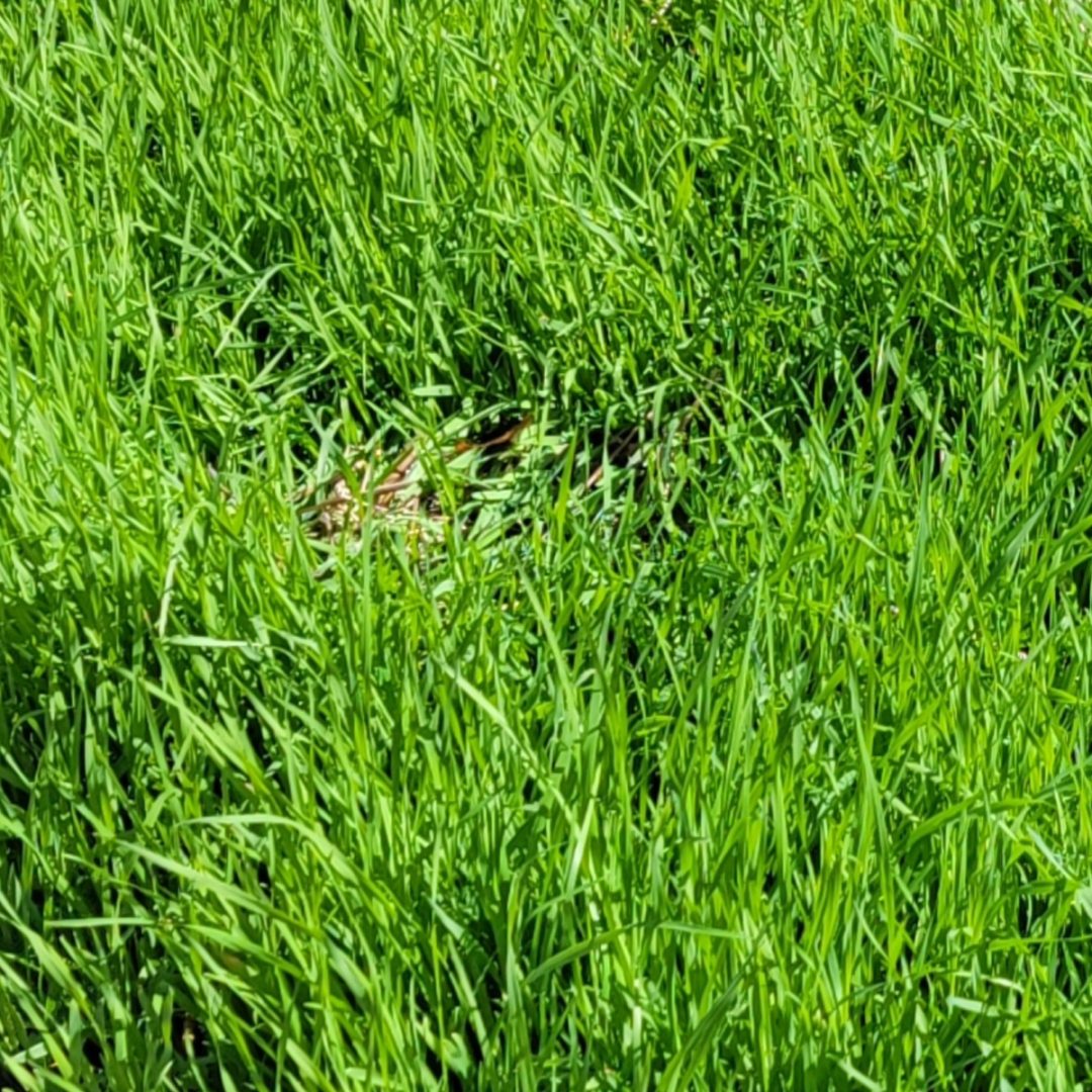 How To Plant Annual Rye In A Garden This Fall As A Cover Crop