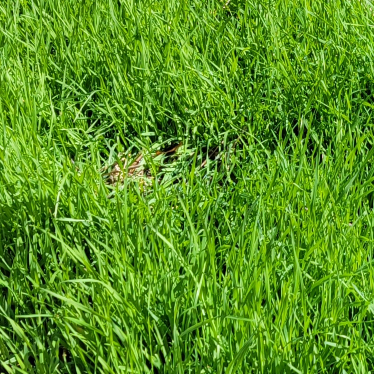 How To Plant Annual Rye In A Garden This Fall As A Cover Crop