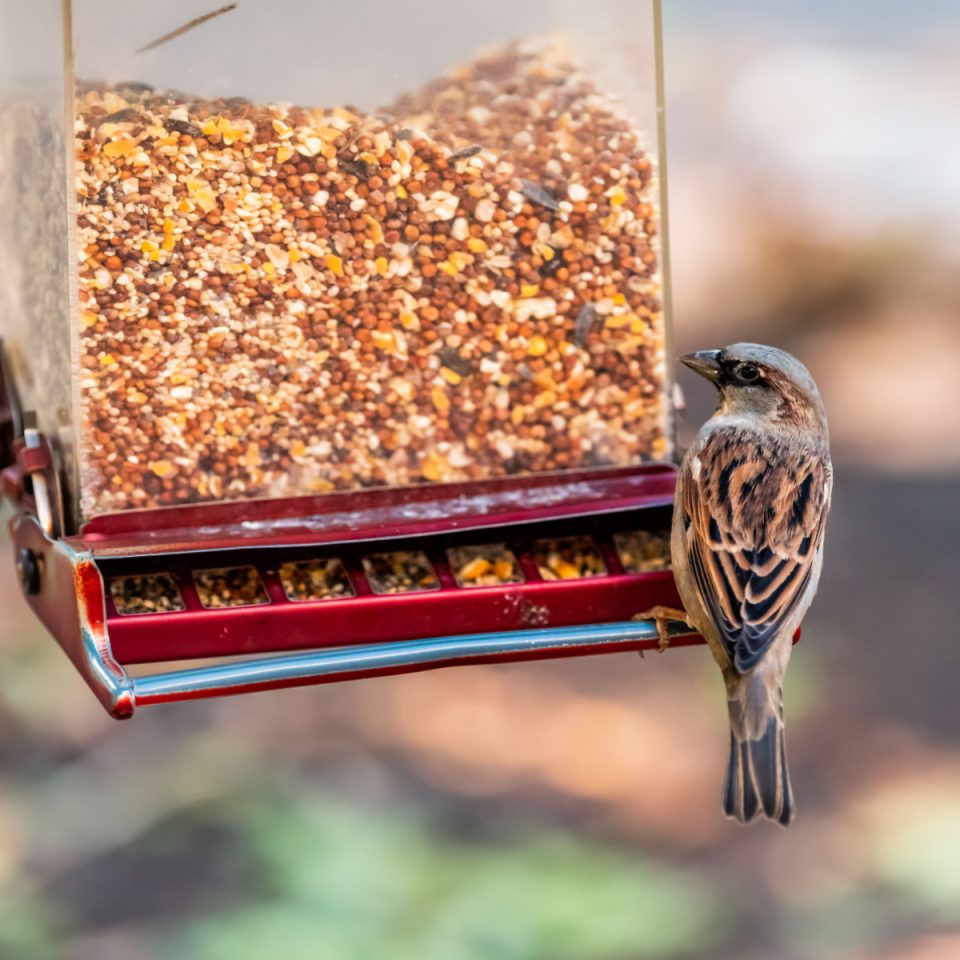 How To Feed Birds In The Fall - Help Birds Get Ready For Winter!