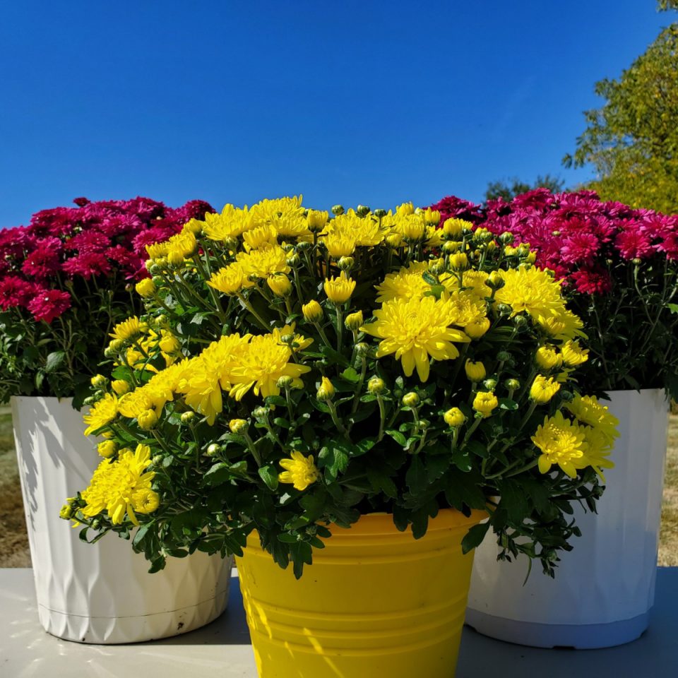 How To Save Mum Seeds - Grow Mums For Free From Seed!