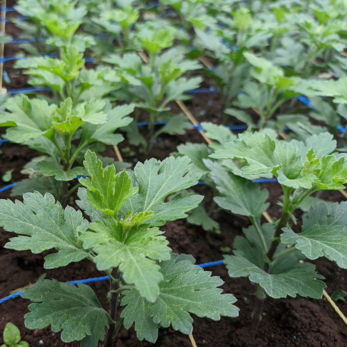 How To Save Mum Seeds - Grow Mums For Free From Seed!