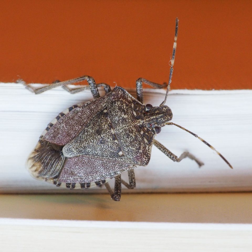 3 Secrets To Keep Stink Bugs Out Of Your House This Fall!