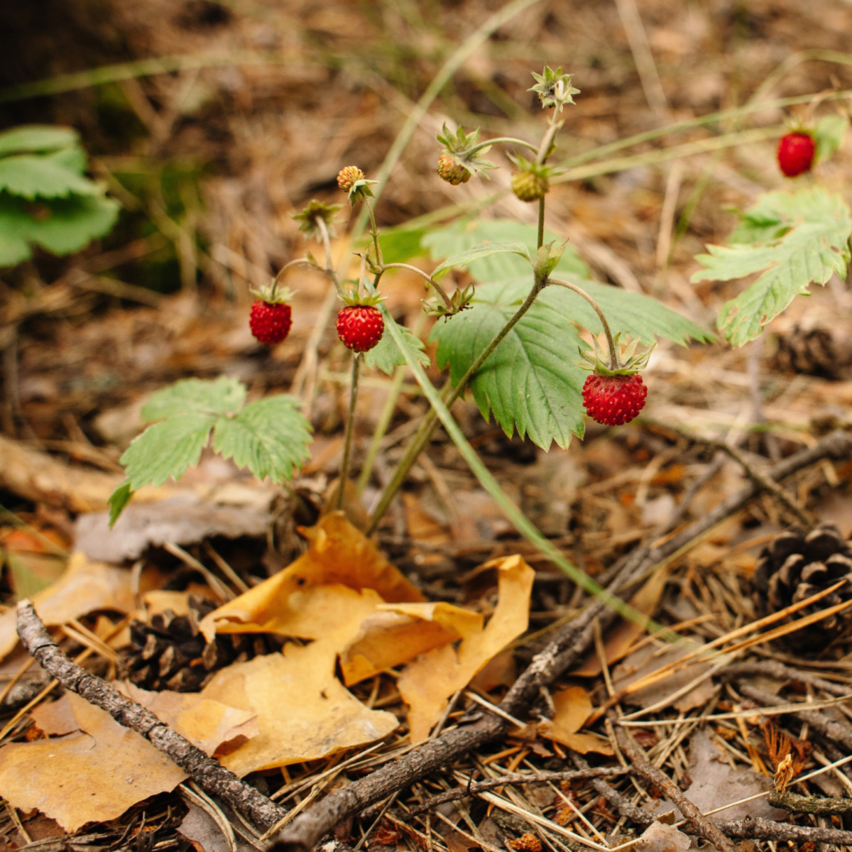 How To Use Pine Needles To Protect Strawberries In The Fall