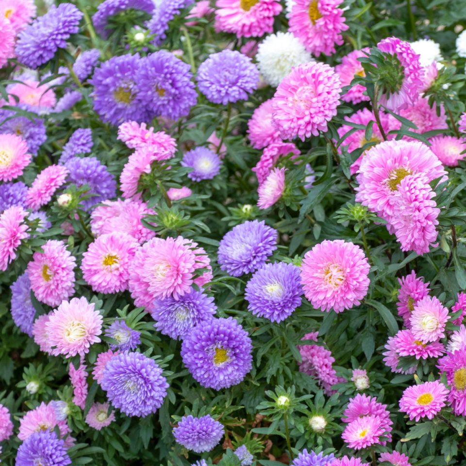 How To Keep Potted Asters Alive - Save Your Asters For Next Year!