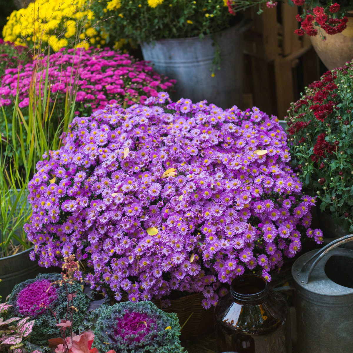 How To Keep Potted Asters Alive - Save Your Asters For Next Year!