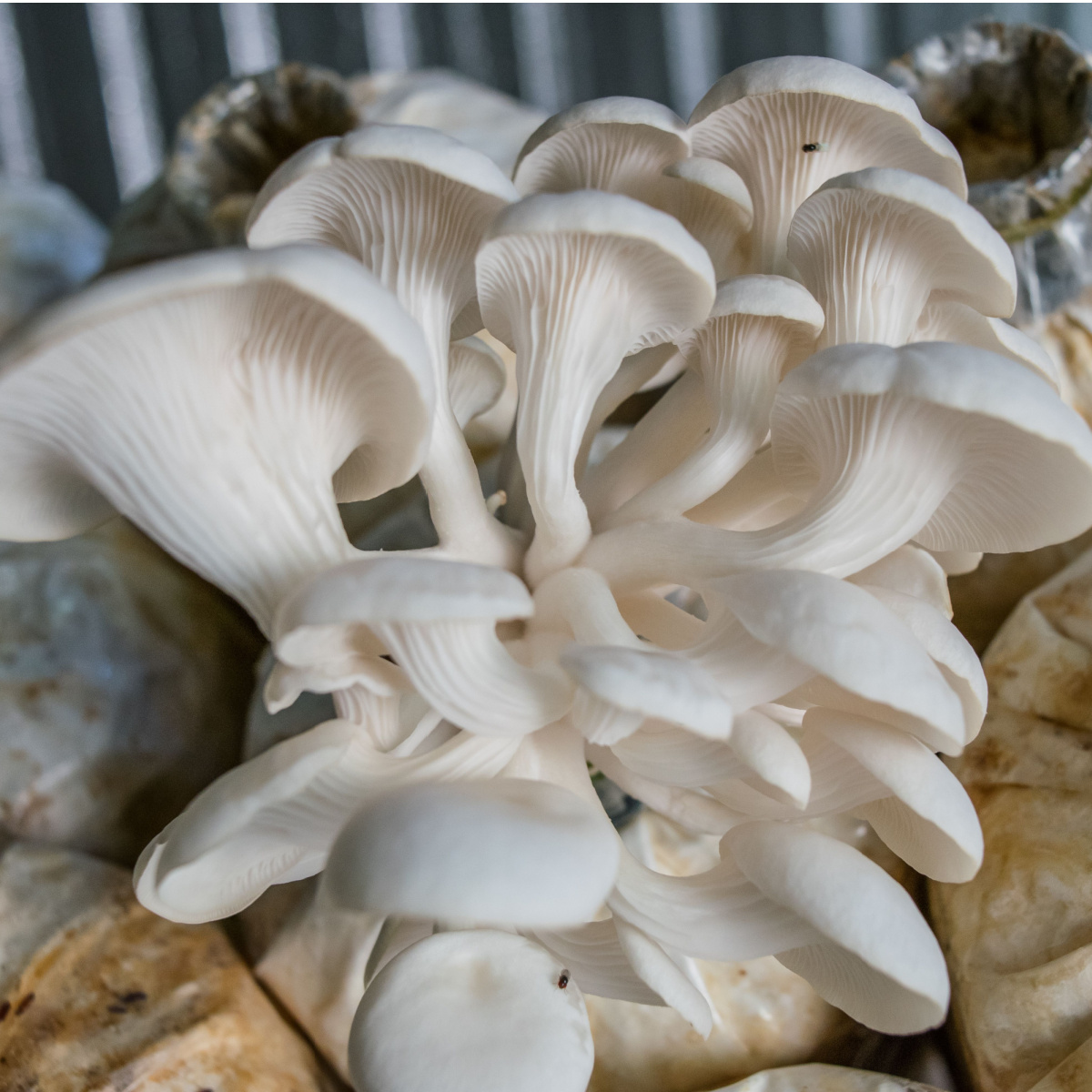 How To Grow Mushrooms Indoors With Ease - All Winter Long!