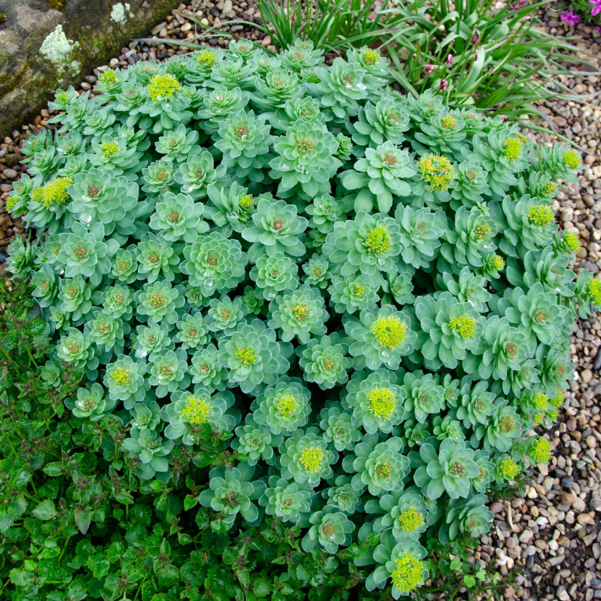 What To Do With Sedum After It Blooms - Late Fall Sedum Care