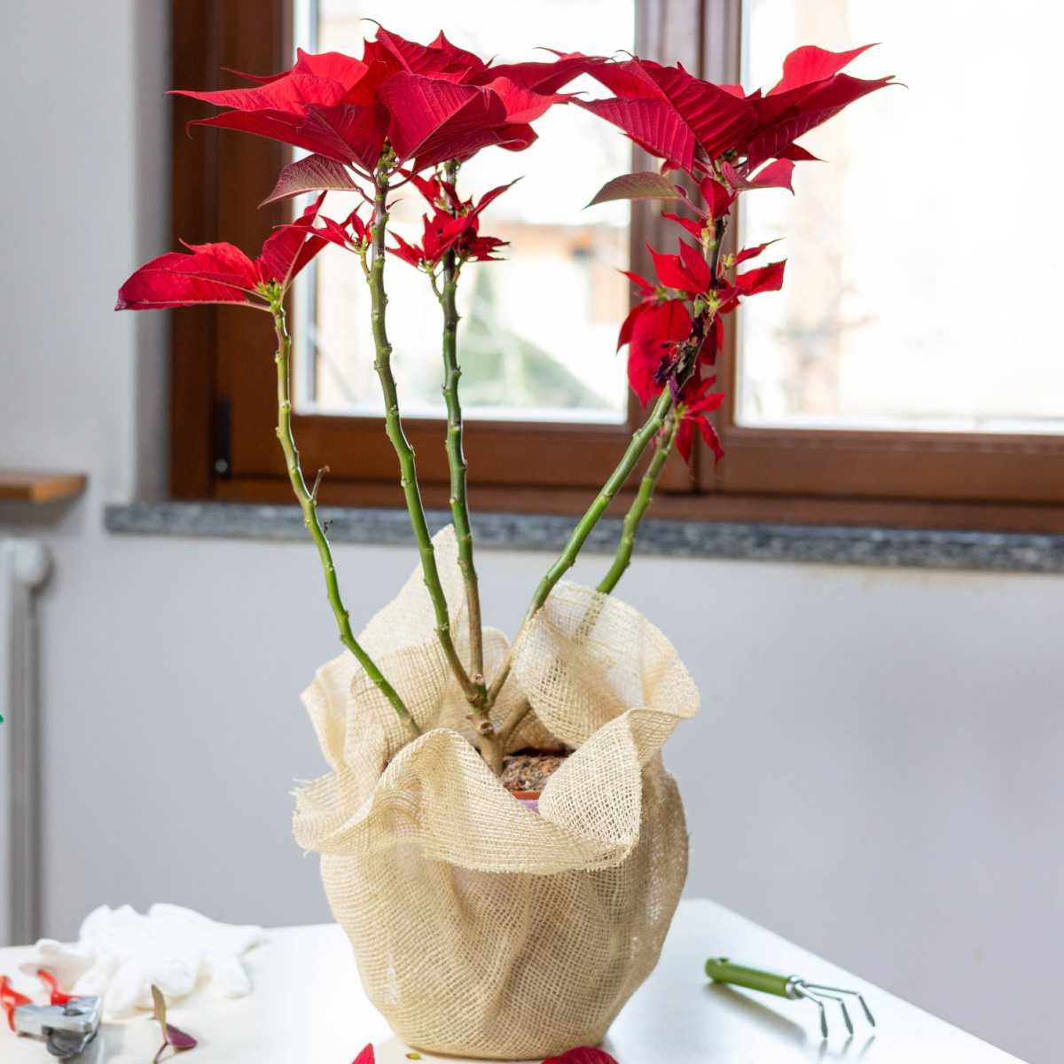 save poinsettia plants Archives - Simple Garden Life