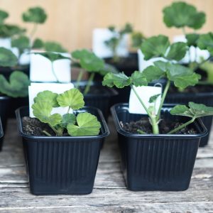How To Start Geraniums From Seed - And Save Big!
