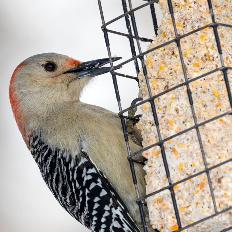 How To Make Bird Suet - A Great Recipe To Feed Birds In Winter!