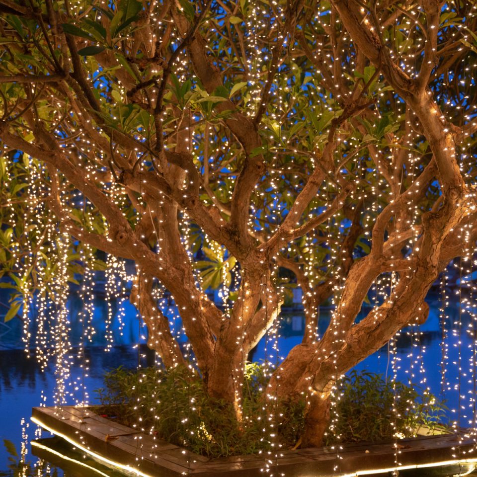 How To Bring More Life To Your Landscape This Winter!