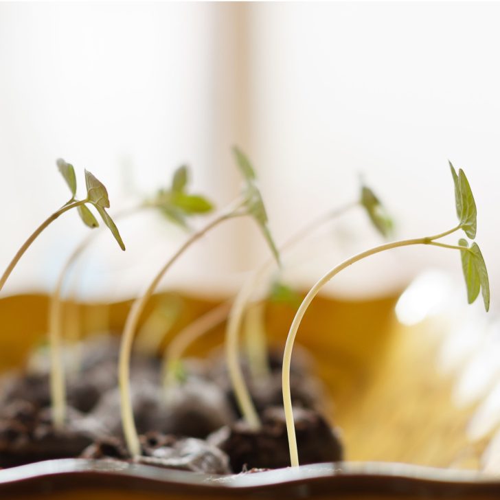 How To Fertilize Indoor Seedlings - Power Up Your Transplants!