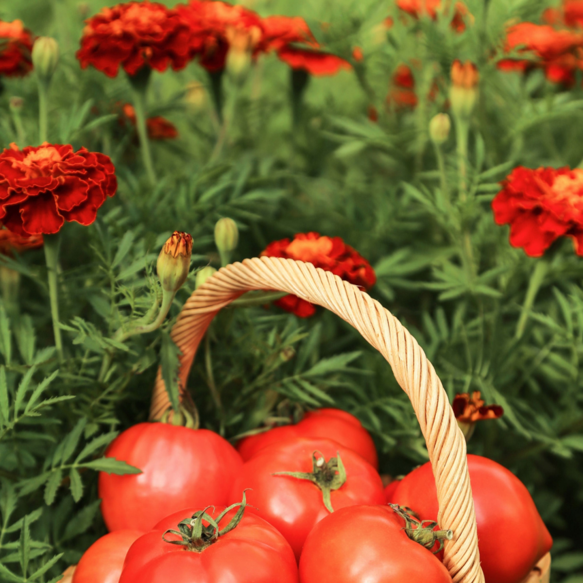 Why To Plant Marigolds With Tomato Plants - Help Your Tomatoes!