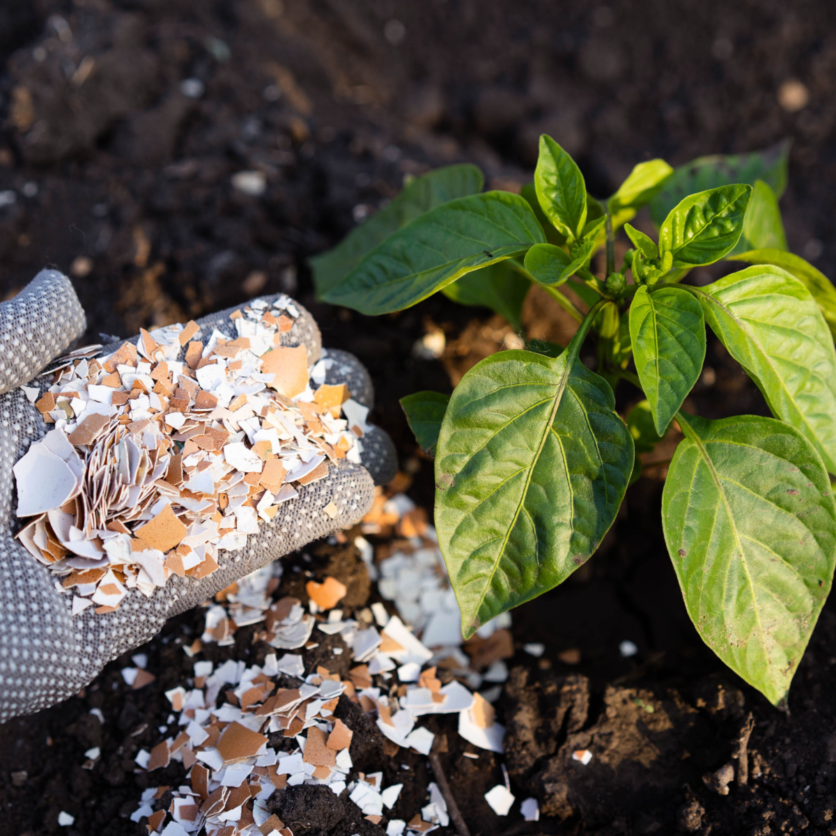 using egg shells correctly Archives - Simple Garden Life