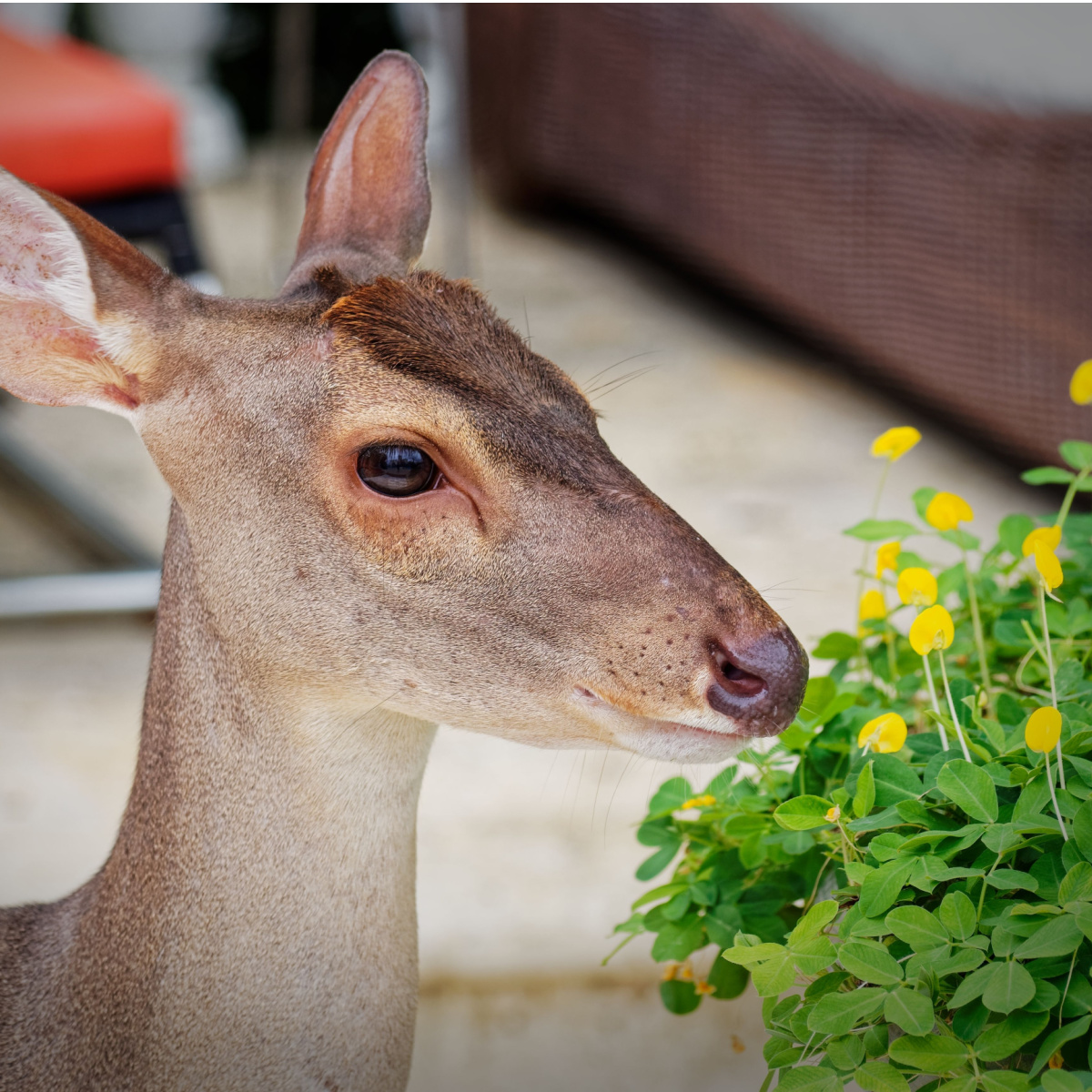 The 3 Best Deer Resistant Flowering Annuals to Grow In Pots!
