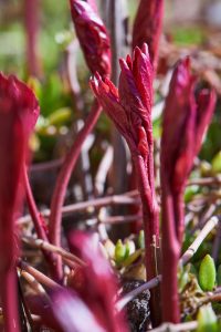 The Secret To Fertilizing Peonies - Powering Peonies Before Spring