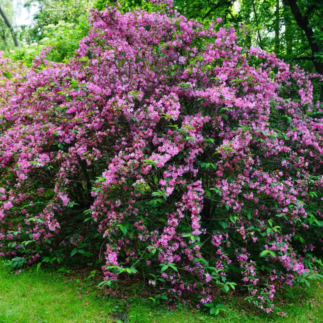 The Best Pest & Drought Resistant Bush - Why To Grow Weigela!