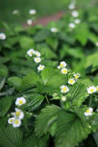 How To Care For Strawberry Plants In Early Spring - 3 Big Secrets!