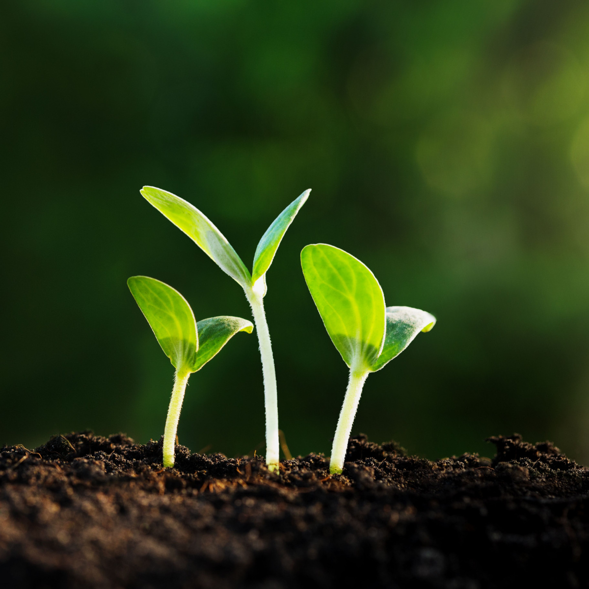 The Best Spring Seed Crops To Jumpstart Your Garden Early!