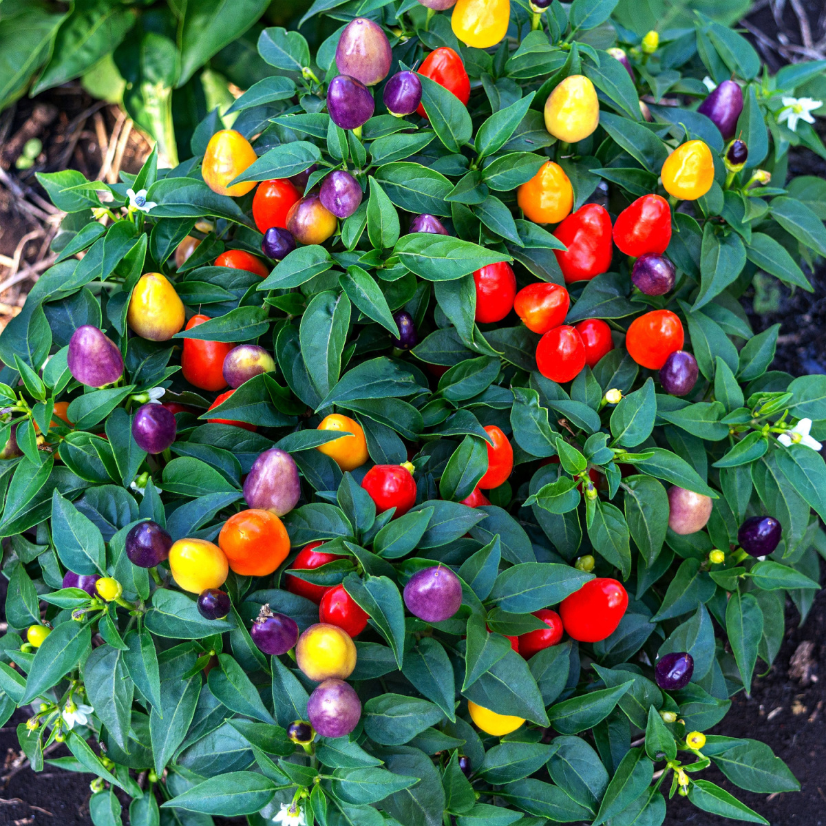 How To Create Stunning Planters With Ornamental Peppers!