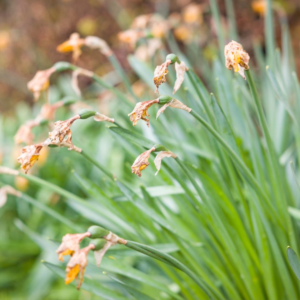 What To Do With Daffodils After They Bloom - When To Cut Back!