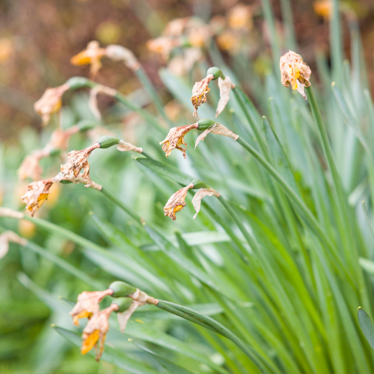 What To Do With Daffodils After They Bloom - When To Cut Back!