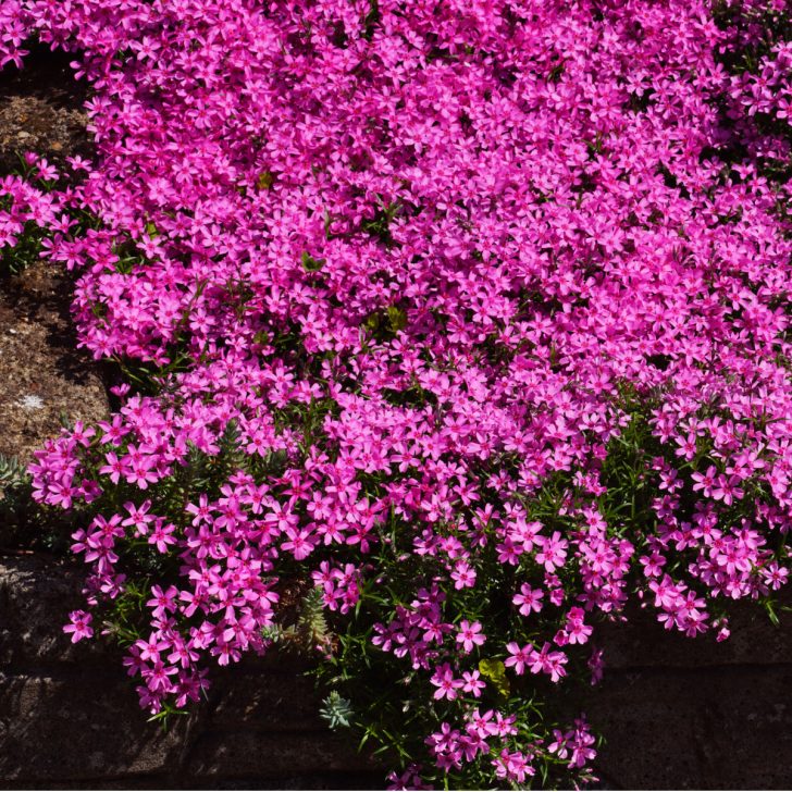How To Fertilize Creeping Phlox In Early Spring For Bigger Blooms!