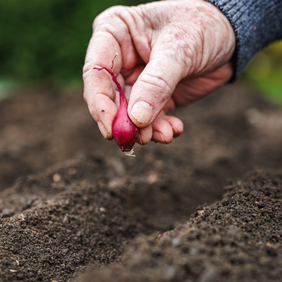 The Secret To Growing Red Onions - And Why To Plant Early!