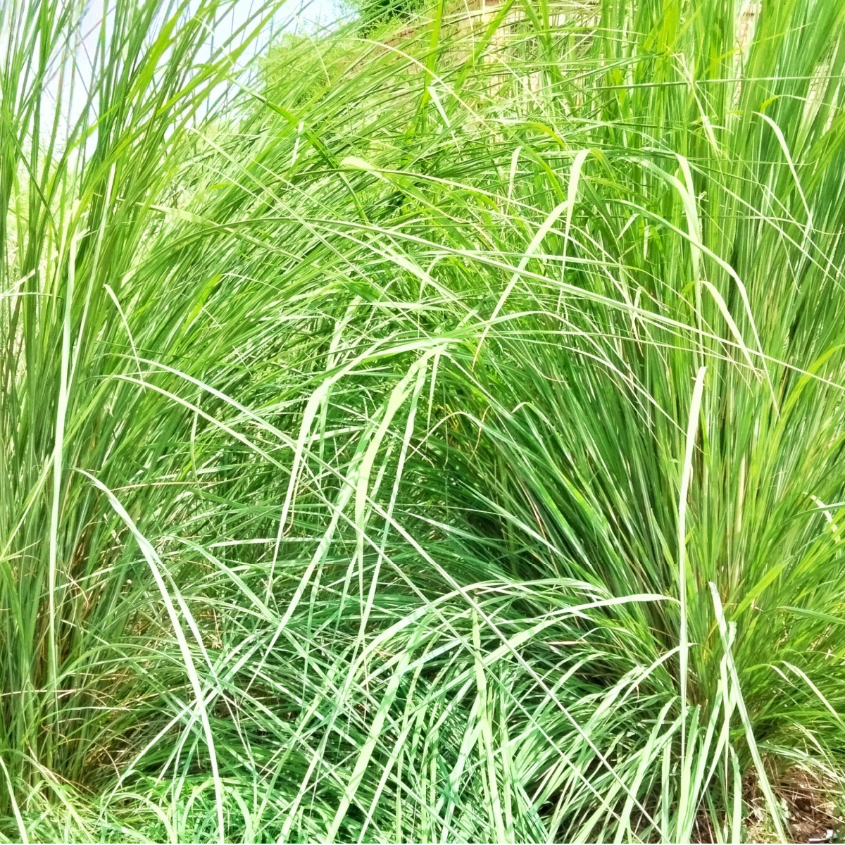 5 Perennials You Can Divide In Spring - Help Plants Bloom Better!