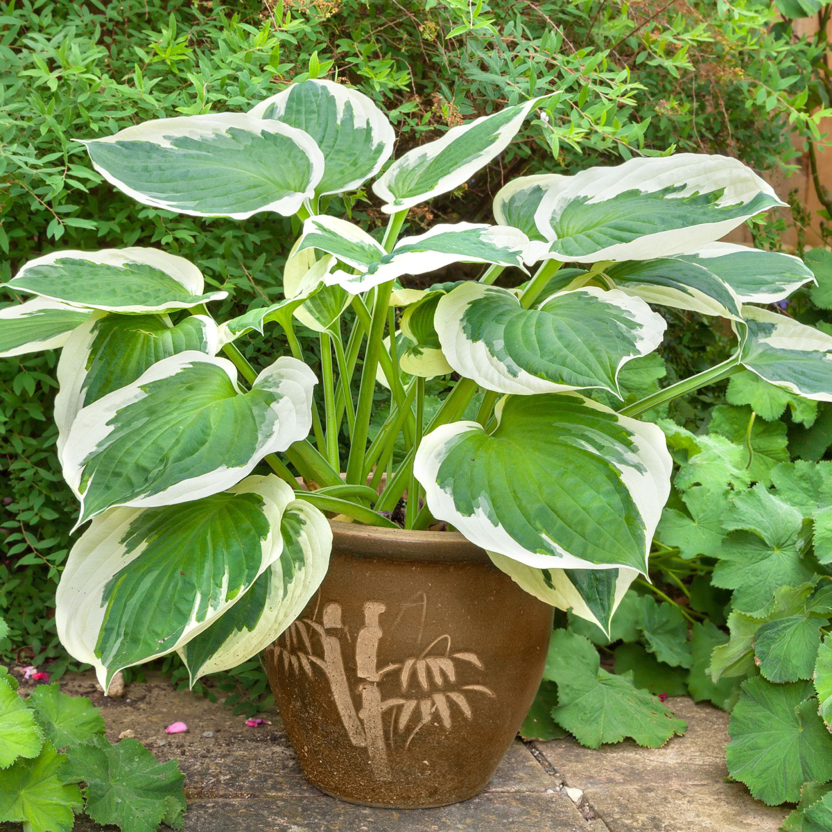 How To Create Containers From Perennial Plants - For Free!