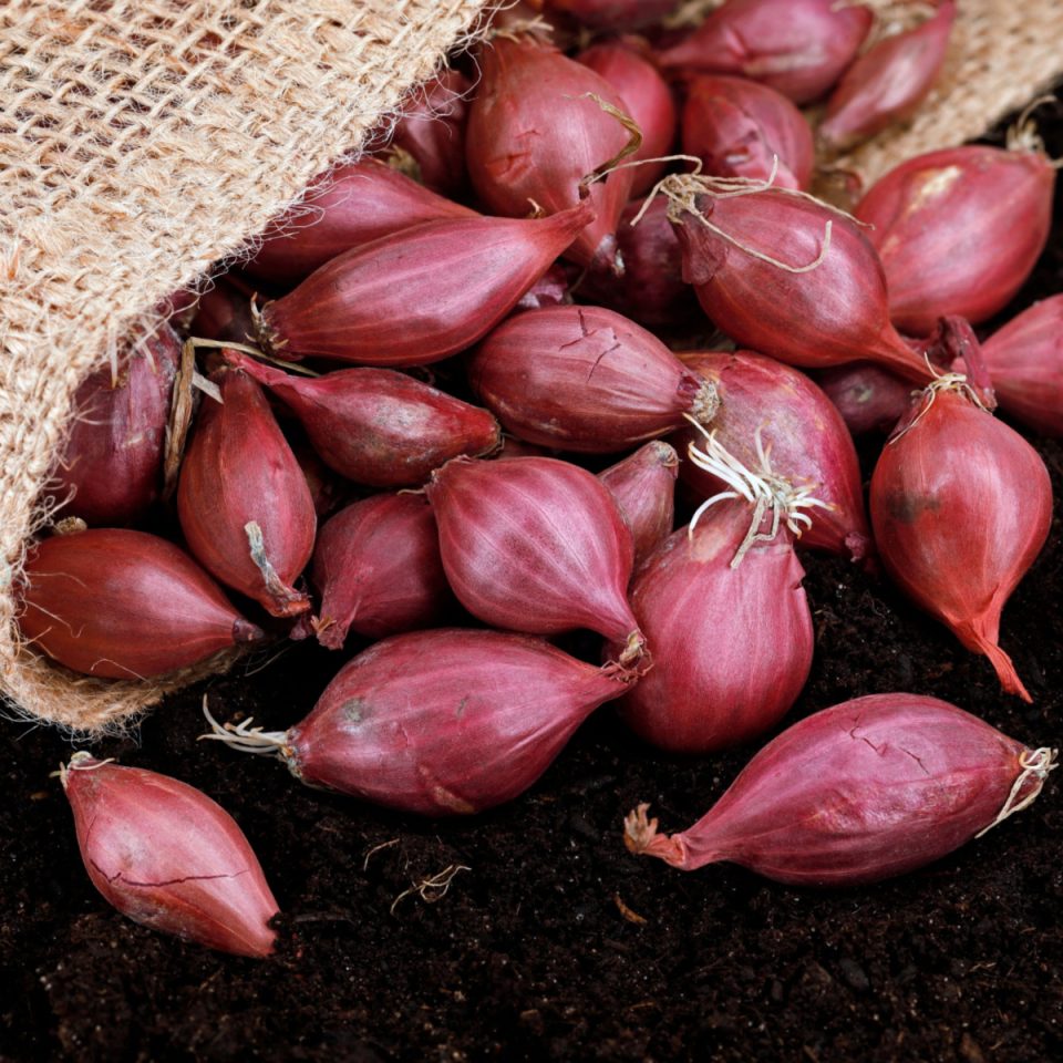 The Secret To Growing Red Onions - And Why To Plant Early!