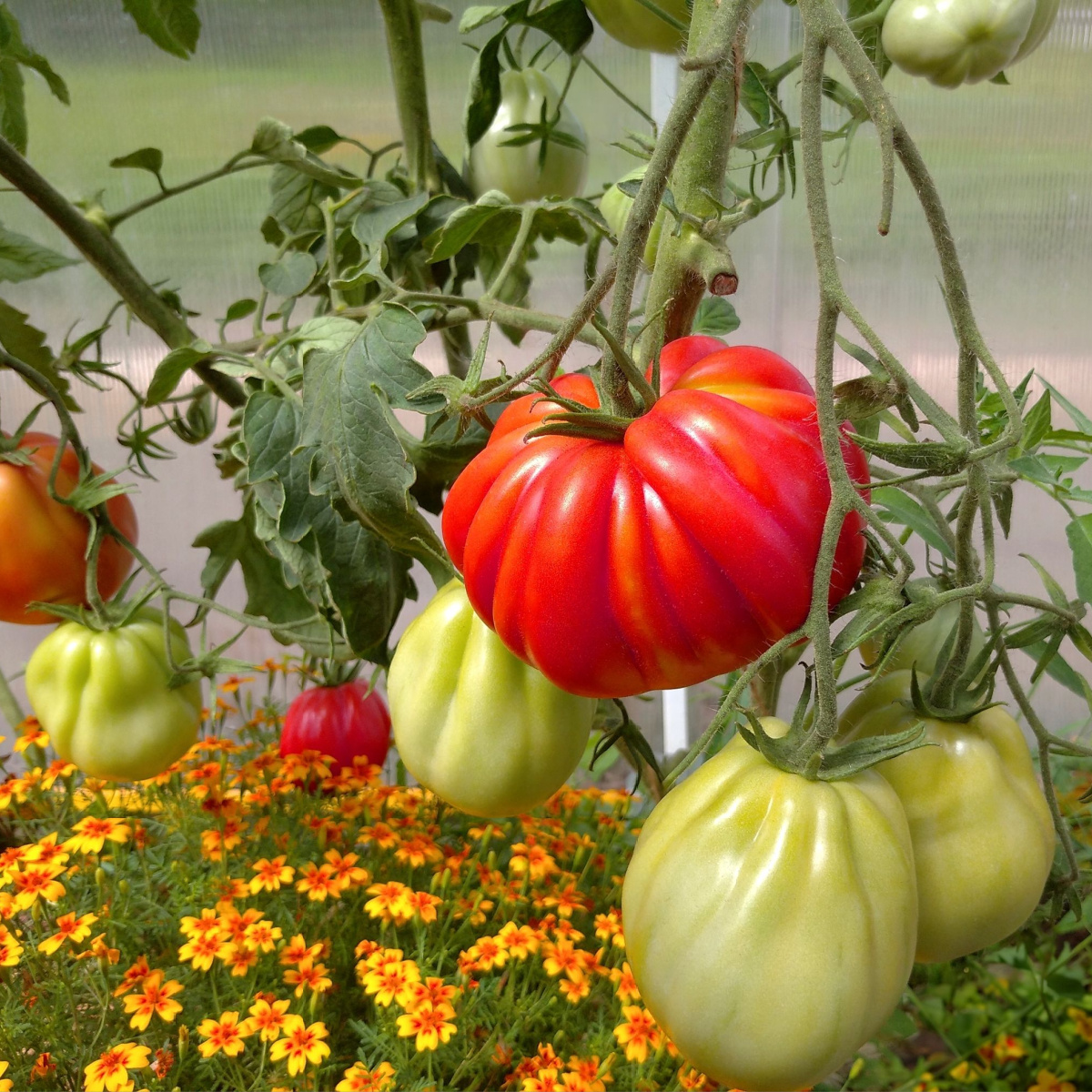 The 4 Best Plants To Grow Near Tomatoes - Grow Better Tomatoes