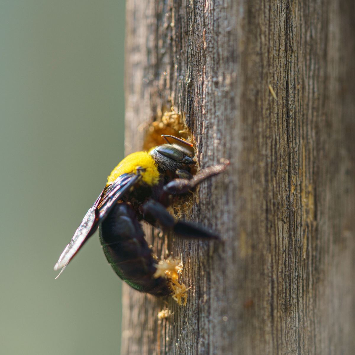 stopping carpenter bees without killing them Archives - Simple Garden Life