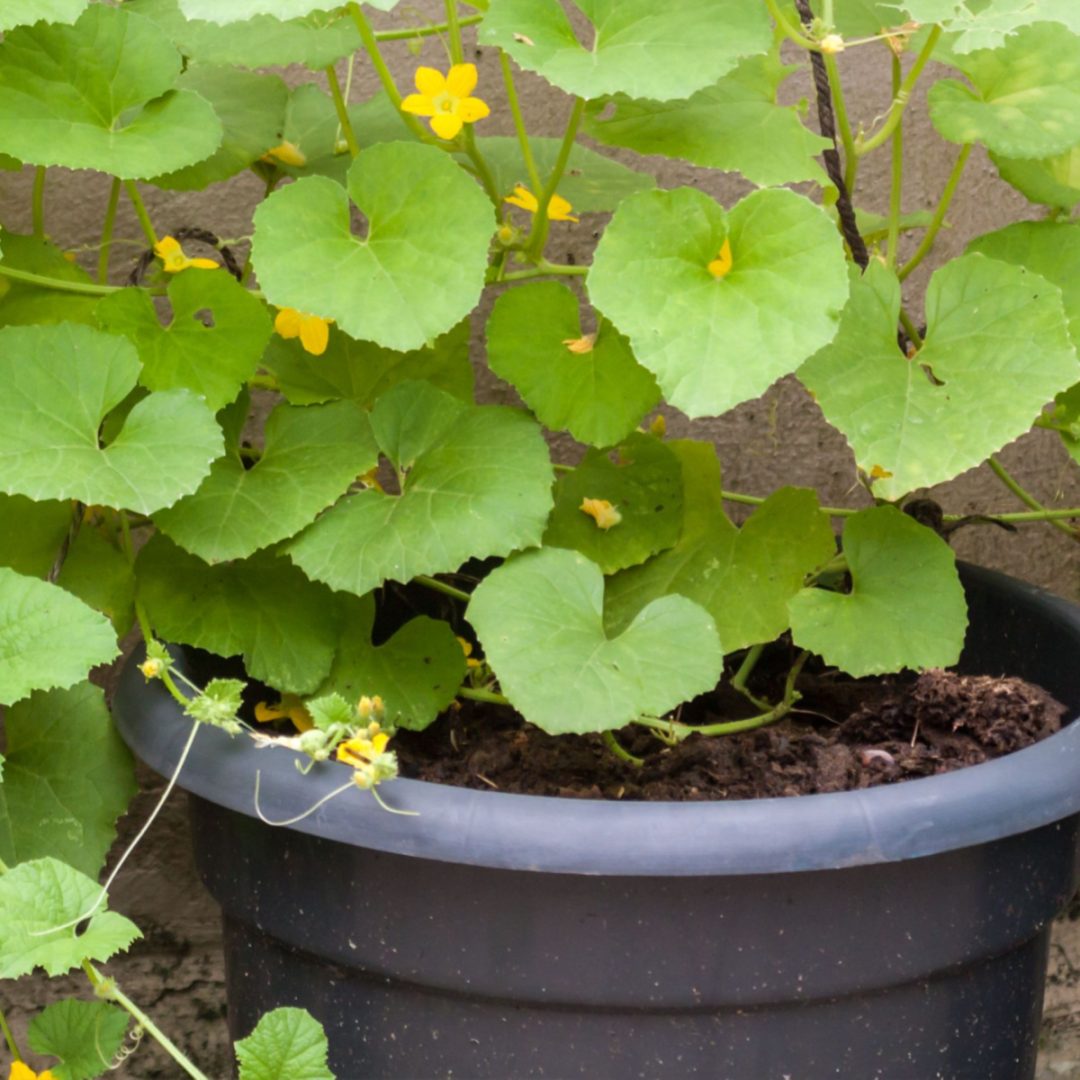 Growing Cucumbers In Containers - 3 Simple Tips To Big Success!