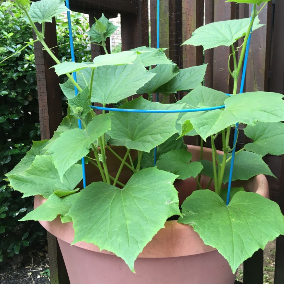Growing Cucumbers In Containers - 3 Simple Tips To Big Success!