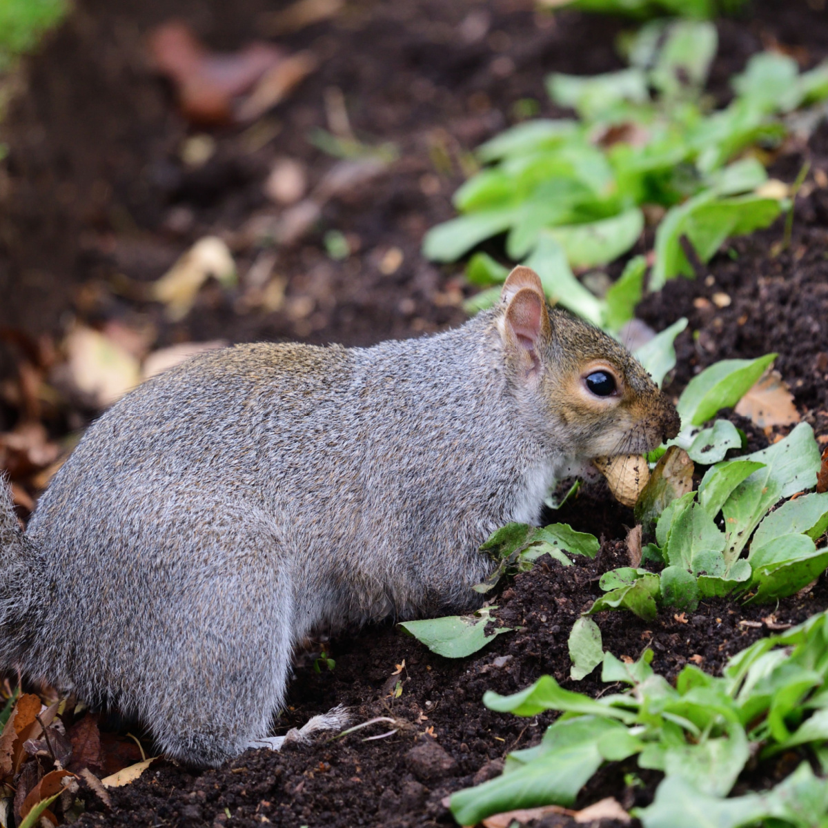 How To Keep Squirrels & Chipmunks From Digging Up Plants!