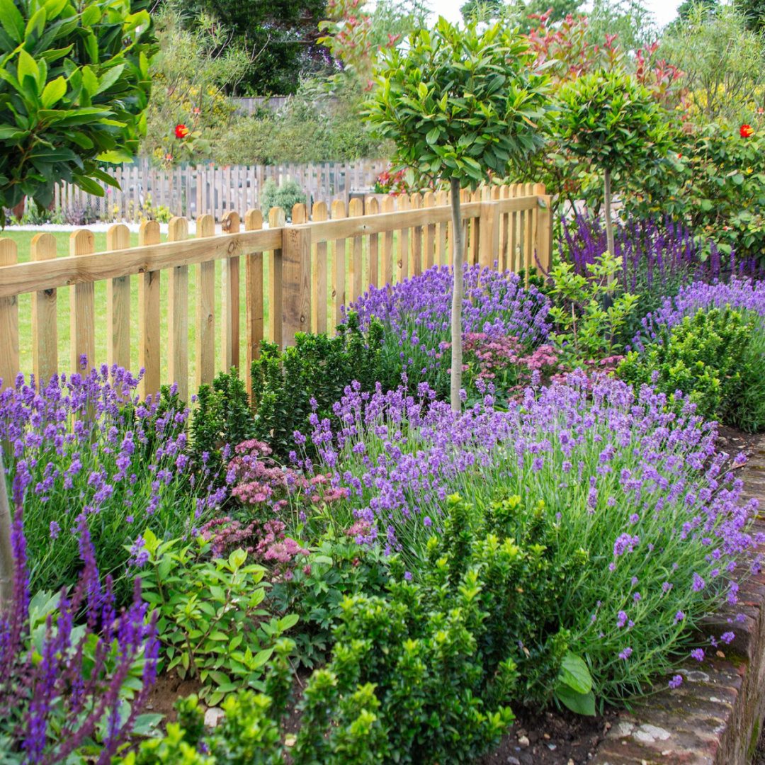 What To Do With Lavender In The Spring - How To Prune & More!