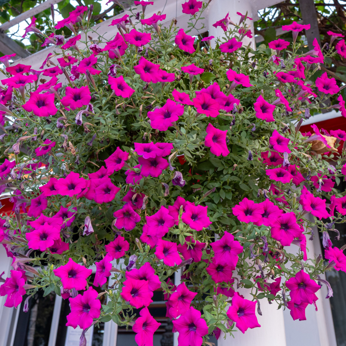 3 Simple Secrets To Keep Petunia Baskets Blooming All Summer!