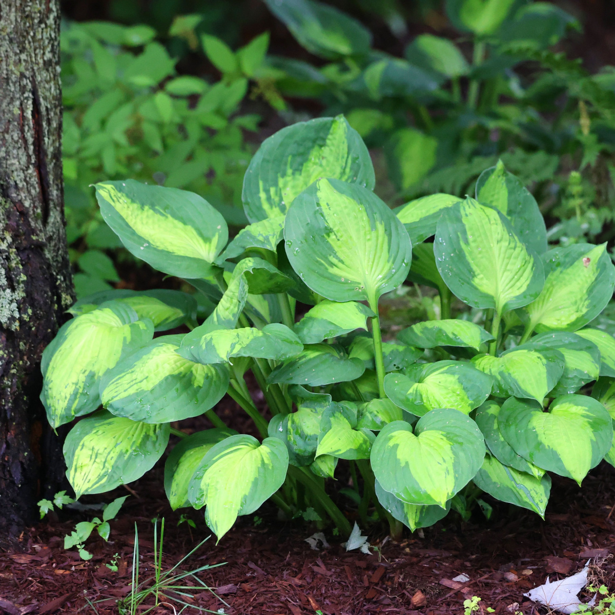 Spring Hosta Care - 3 Things You Should Be Doing To Hostas Now!