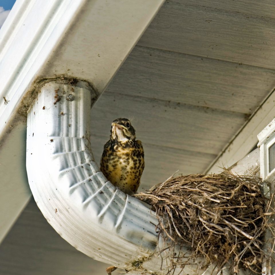 The Best Little Trick To Keep Birds From Building Nests - For Good!