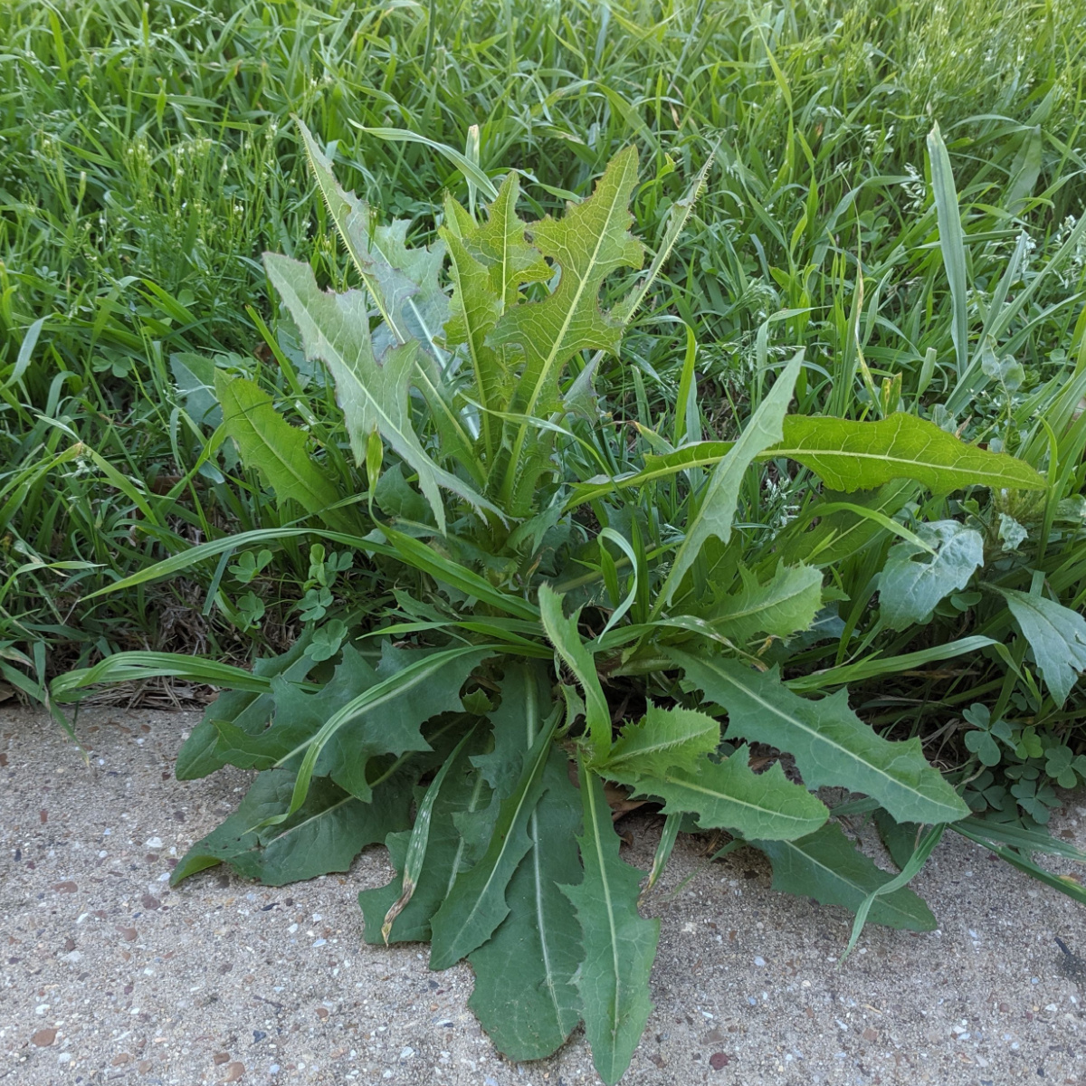 How To Eliminate Thistles Permanently- With One Simple Trick!