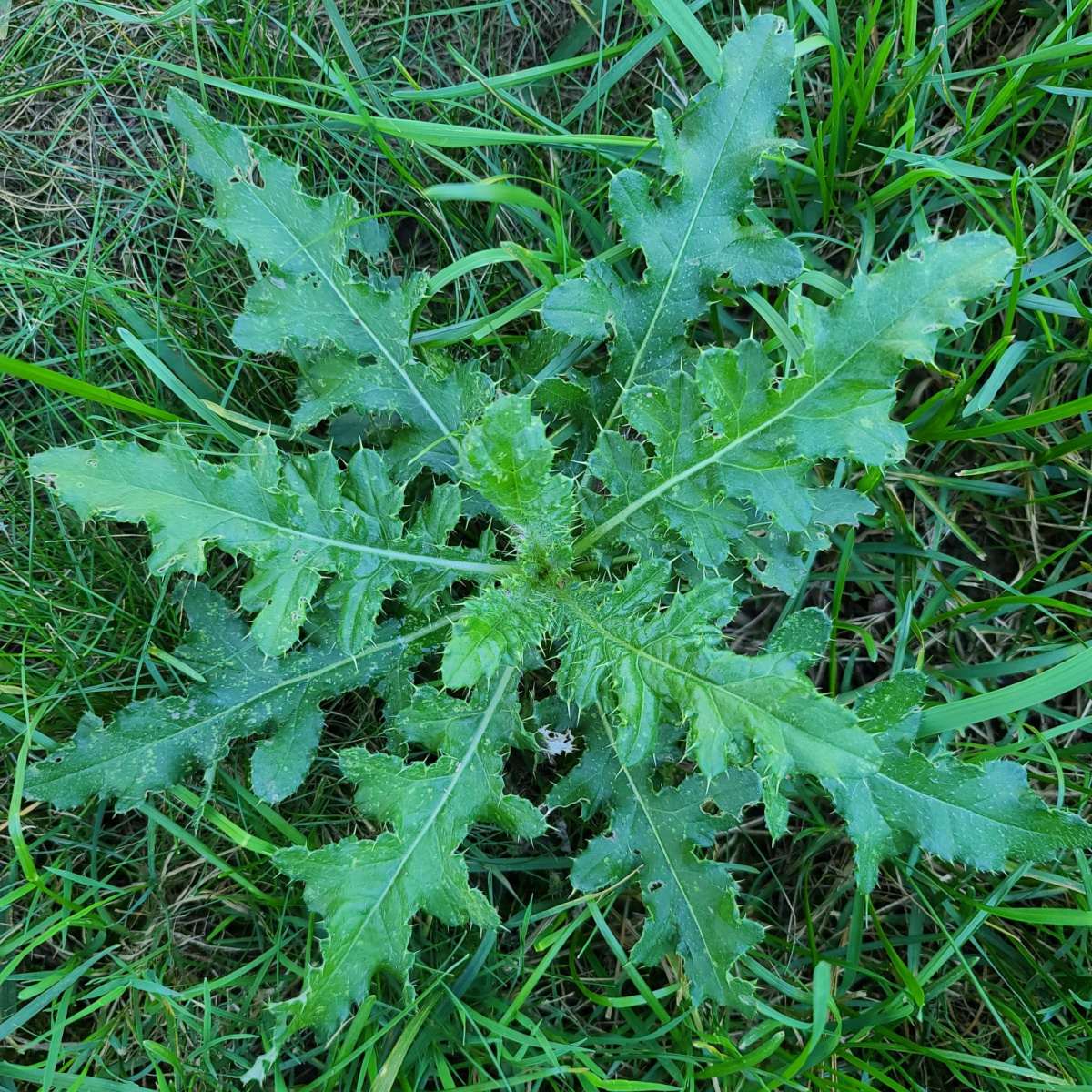 How To Eliminate Thistles Permanently- With One Simple Trick!