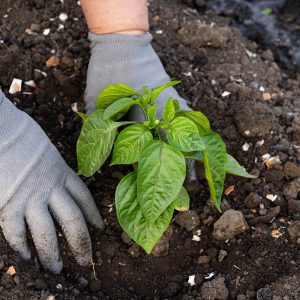 What To Put In A Pepper Planting Hole - 3 Must Add Ingredients!